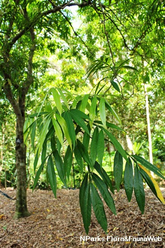 NParks | Lepisanthes alata