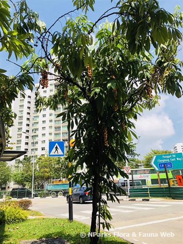 NParks | Lepisanthes alata