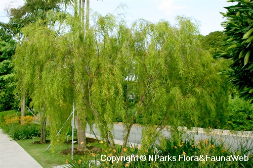 NParks | Leptospermum madidum subsp sativum