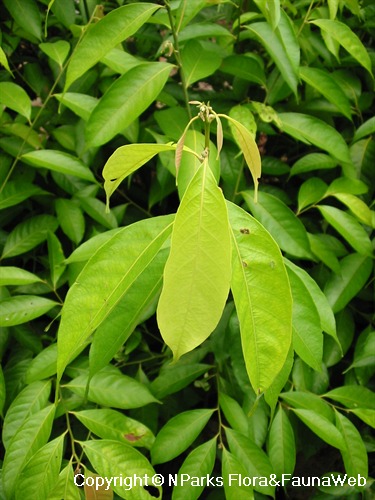 NParks | Lithocarpus lucidus