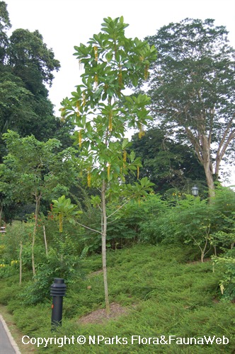 NParks | Lophanthera lactescens