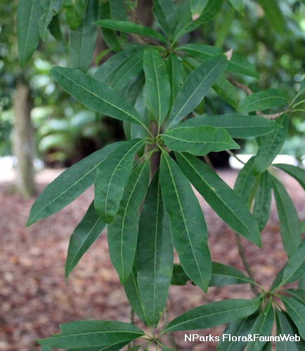 NParks | Madhuca longifolia