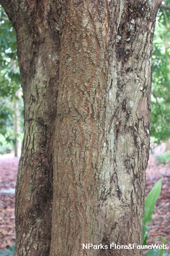 NParks | Madhuca longifolia