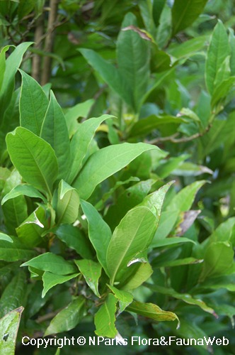 NParks | Magnolia coco