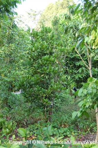 NParks | Magnolia coco