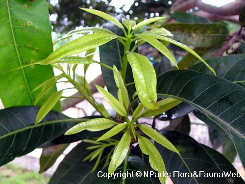 NParks | Mangifera indica