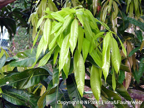 NParks | Mangifera indica