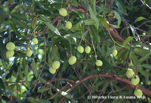 NParks | Mangifera indica