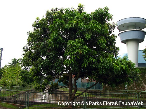 NParks | Mangifera indica