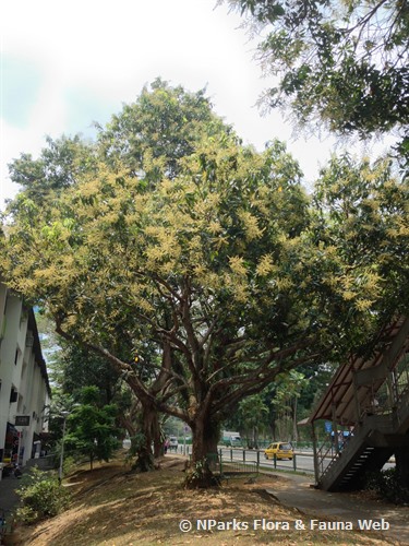 NParks | Mangifera indica