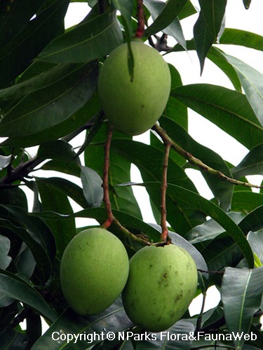 NParks | Mangifera indica