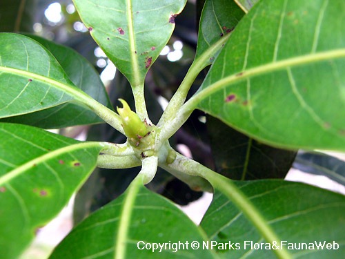 NParks | Mangifera indica