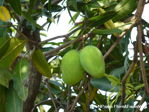 NParks | Mangifera indica