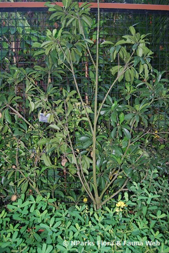 NParks | Manilkara zapota