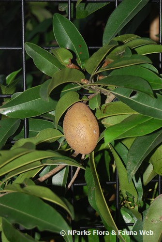 NParks | Manilkara zapota