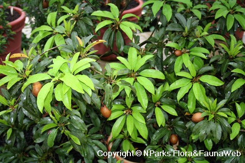 NParks | Manilkara zapota