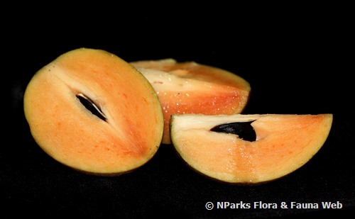 NParks | Manilkara zapota