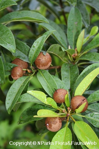 NParks | Manilkara zapota