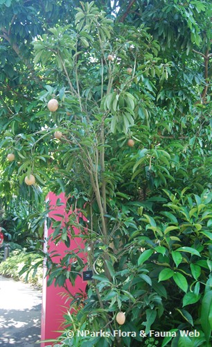 NParks | Manilkara zapota