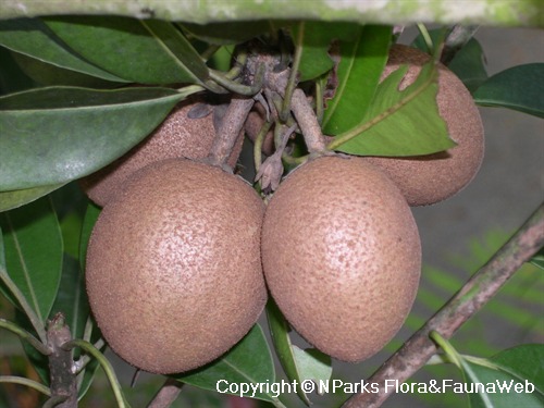 NParks | Manilkara zapota