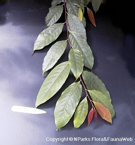 NParks | Maranthes corymbosa