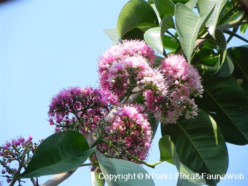 NParks | Melicope elleryana