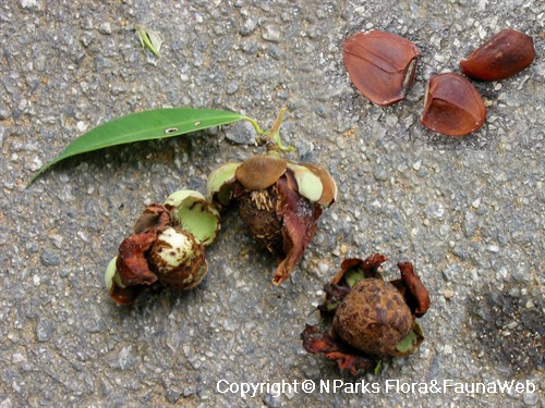 NParks | Mesua ferrea