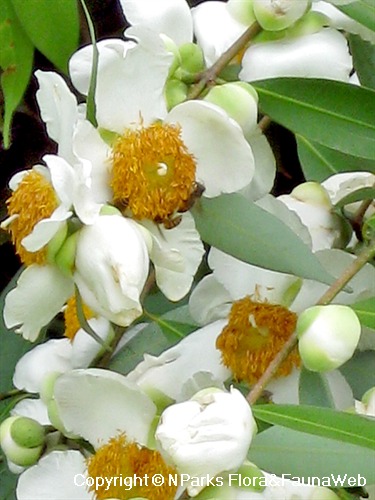 NParks | Mesua ferrea