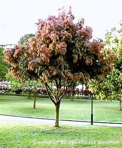 NParks | Mesua ferrea