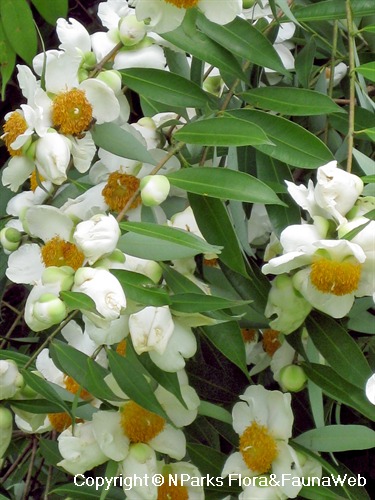 NParks | Mesua ferrea