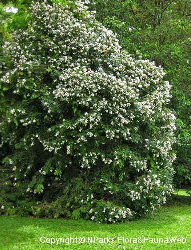 NParks | Mesua ferrea