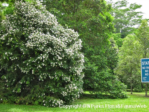 NParks | Mesua ferrea