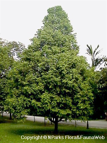 NParks | Mesua ferrea