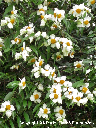 NParks | Mesua ferrea