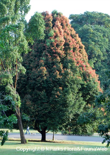 NParks | Mesua ferrea