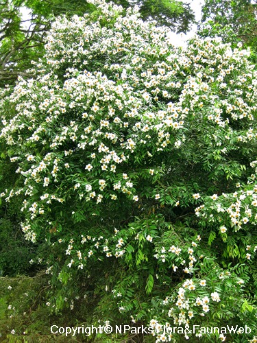 NParks | Mesua ferrea