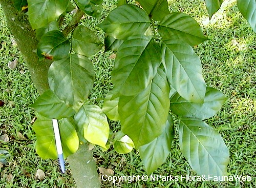 Millettia pinnata