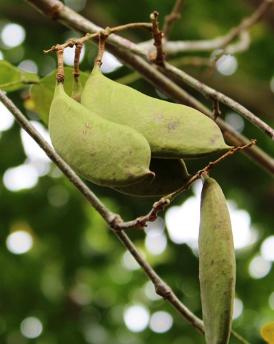 Millettia pinnata