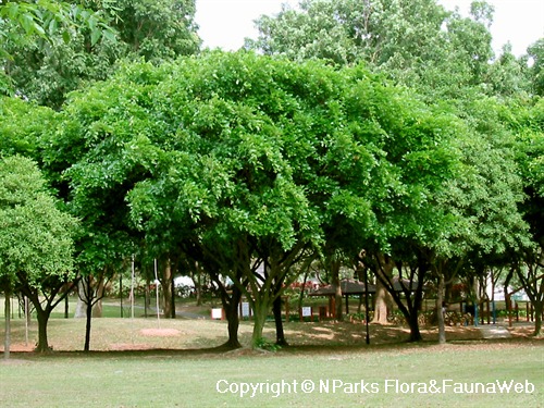 Millettia pinnata