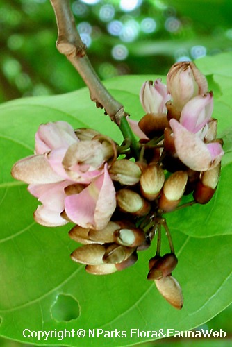 Millettia pinnata
