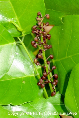 Millettia pinnata
