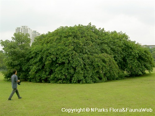 Millettia pinnata