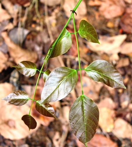 Millettia pinnata
