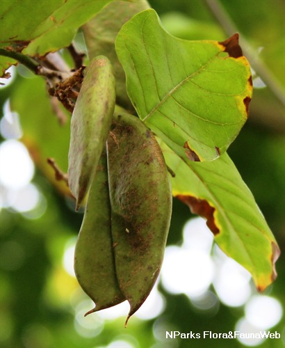 Millettia pinnata