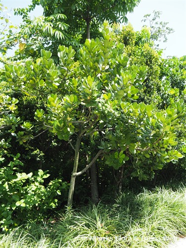 NParks | Mimusops balata