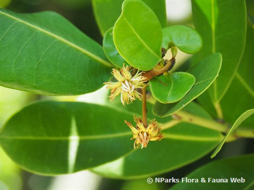 NParks | Mimusops balata