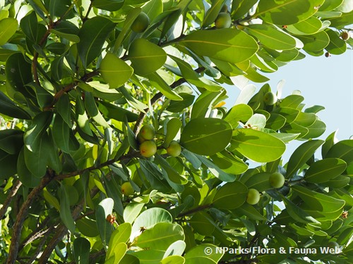 NParks | Mimusops balata