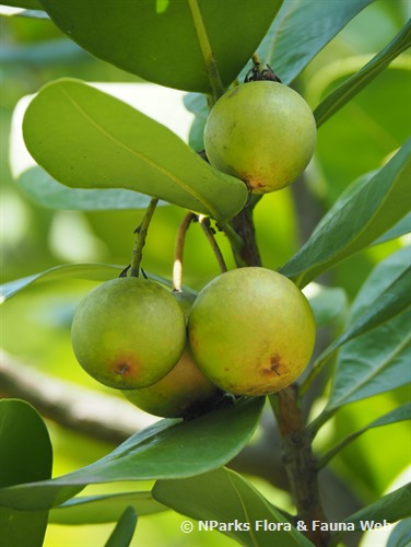 NParks | Mimusops balata