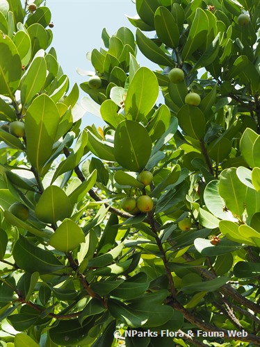 NParks | Mimusops balata