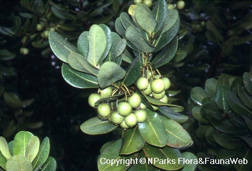 NParks | Mimusops balata